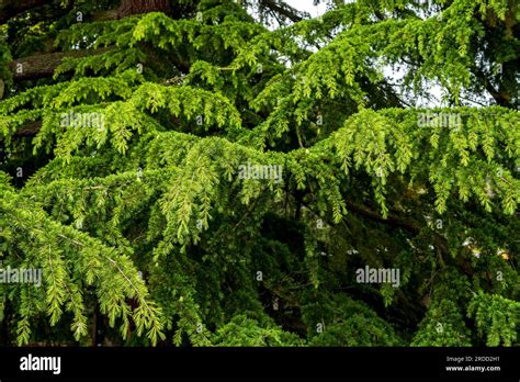 Cedrus Deodara The Deodar Cedar Himalayan Cedar Or Deodar Is A