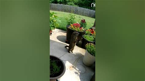 Camera Caught The Veggiebandit Groundhog Caddyshack