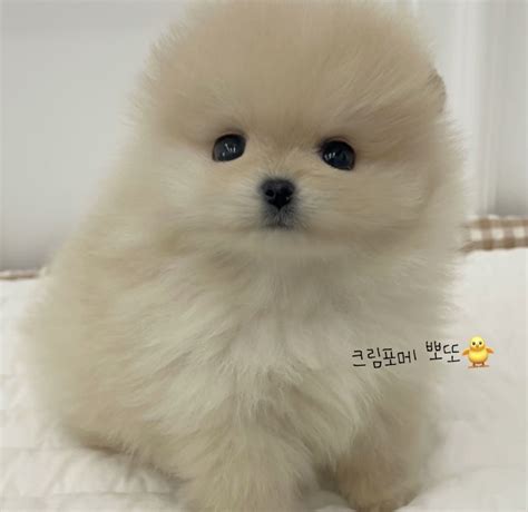 크림세이블 포메라니안
