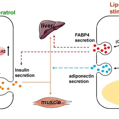 Sirt1 Regulates Neuroendocrine Secretion A Sirt1 Upregulates S100β