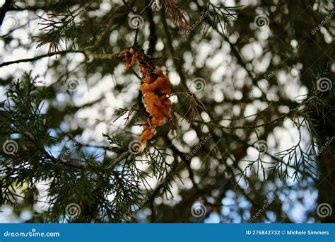 Cedar Apple Rust Spawning On A Red Cedar Tree Stock Photo Image Of Cluster Forest