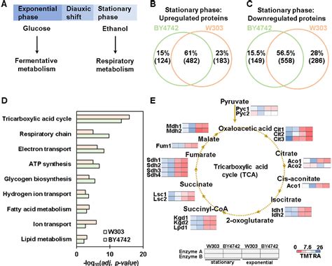Figure 5 From Comparative Proteomic Analysis Of Two Commonly Used