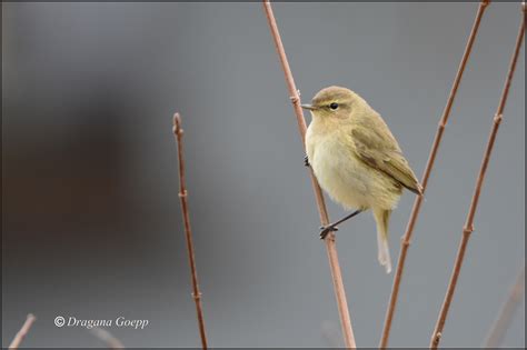 Pouillot véloce Oiseaux de france