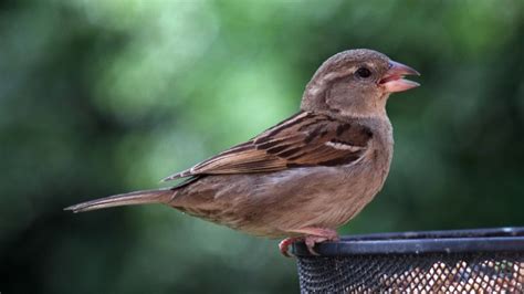 House Sparrow Vs House Finch 6 Key Differences
