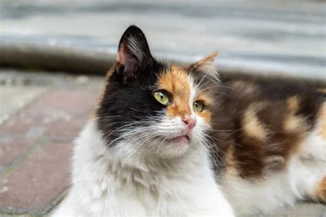 Why Isn T My Computer Downloading Files Properly