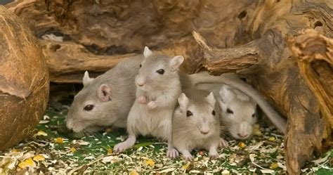 Unraveling The Mystery Do Mice Hibernate Critter Stop