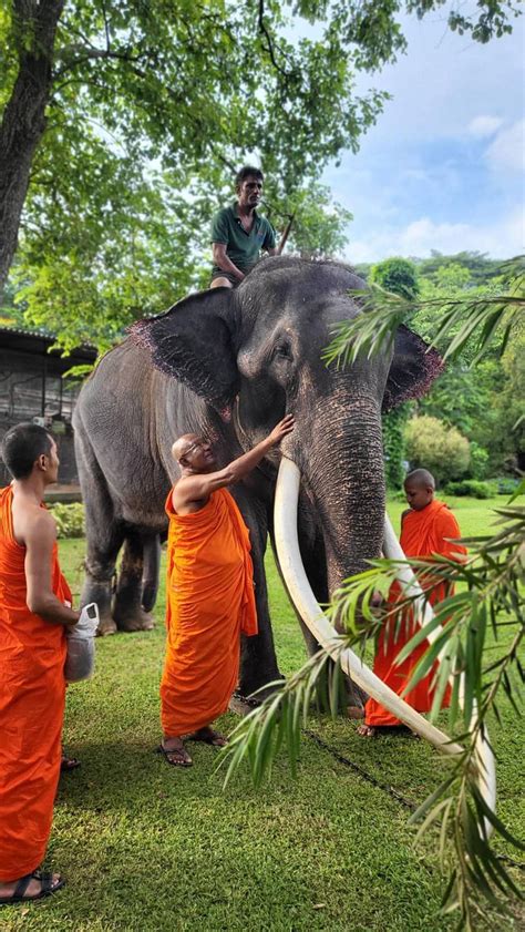 อดีตเจ้าของเผยสาเหตุทำไม พลายศักดิ์สุรินทร์ มีบาดแผลเต้มตัว ถูกทรมาน