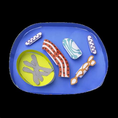 Dyrecelle Standard Celle And Zoologiske Modeller Frederiksen Scientific