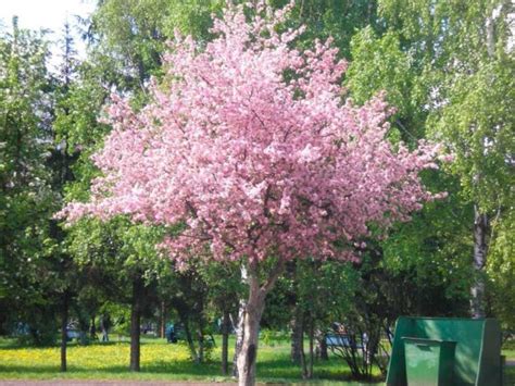 Яблоня растение медонос для пчел — Виды, Описание, Медопродуктивность ...