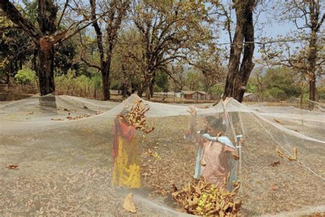 Chhattisgarhs Magical Mahua Flowers In Pics