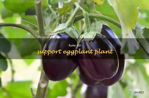 5 Easy Ways To Support Your Eggplant Plants Growth Shuncy