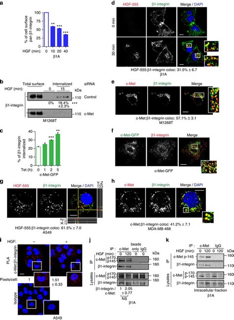 Met And β1 Integrin Co Internalize In A Molecular Complex In Both