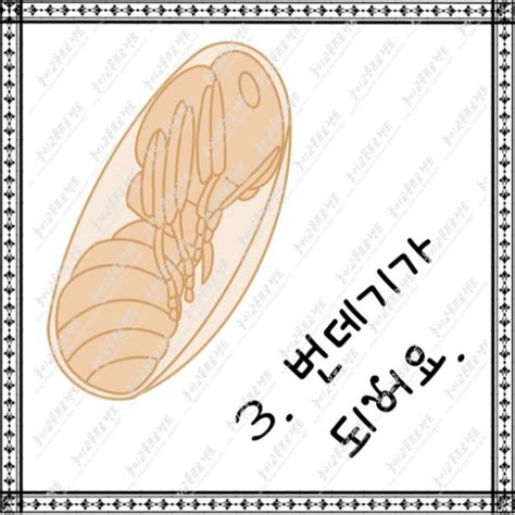 개미의 성장과정 개미의 한살이 책 만들기 Stretch Book 활동지 워크지 네이버 블로그