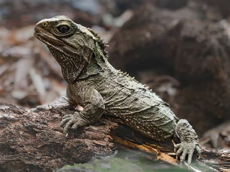 Tuatara 2026 Incredible Facts Habitat Diet And More