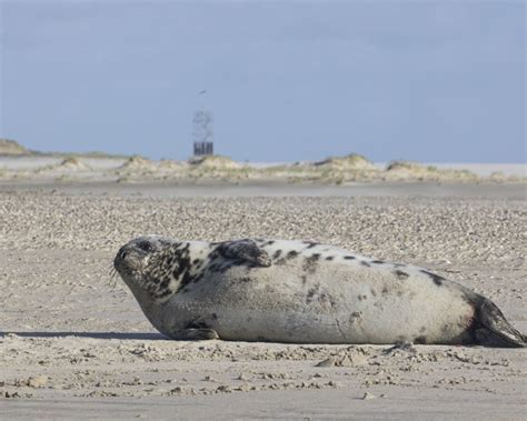 Klapmuts Zeehondencentrum Pieterburen