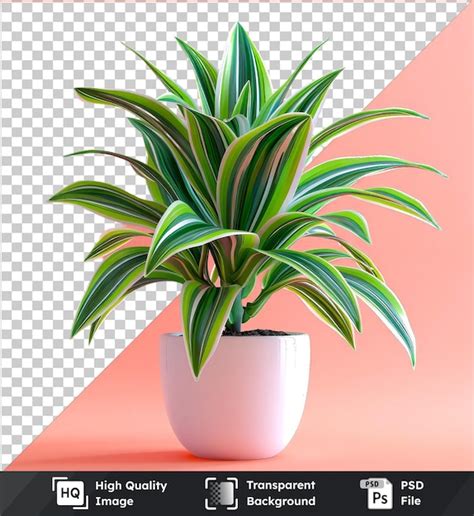 투명한 프리미엄 Psd 그림 스파이더 플랜트 클로로피 코모섬 꽃 Png 클리파트 프리미엄 Ai 생성 Psd