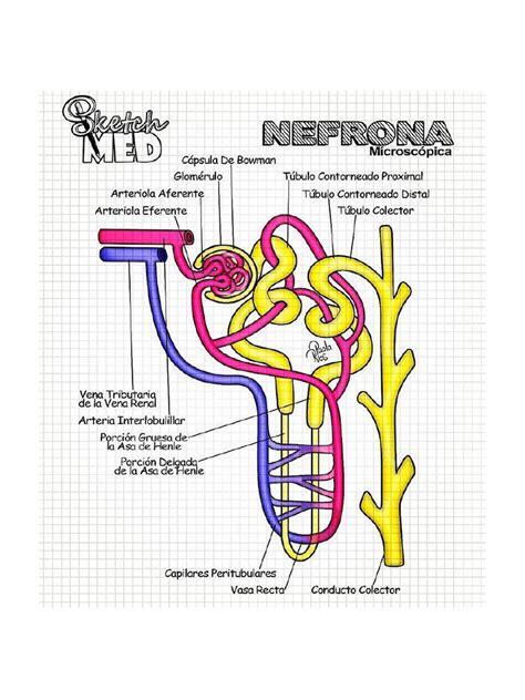 Nefrona Pdf