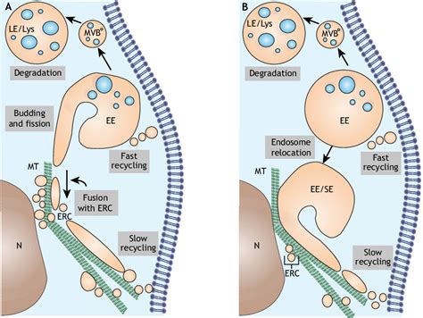 Figure 2 From The Enigmatic Endosome Sorting The Ins And Outs Of
