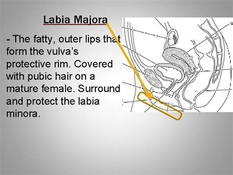 The Female Reproductive System Anatomy Conditions Care 6