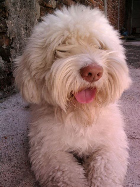 Perros Peludos Perritos Peludos Perros Mascotas