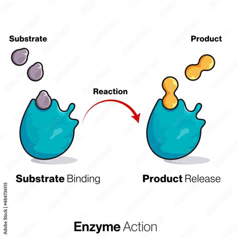 Llustrating The Intricacies Of Enzymatic Reactions And Substrate Interactions Through