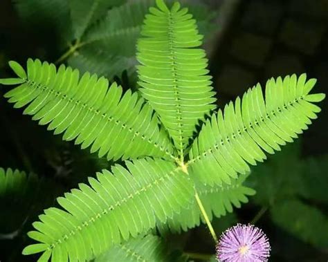 含羞草种子的最佳播种时间探究含羞草种子的适宜播种时间和方法 多肉植物 繁趣花卉网