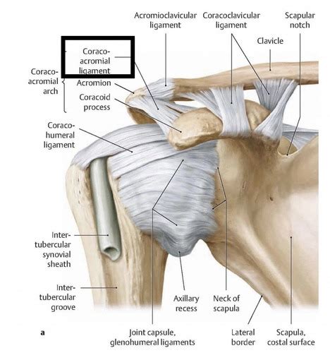 Anatomy Of The Glenohumeral Joint Images And Photos Finder Hot Sex