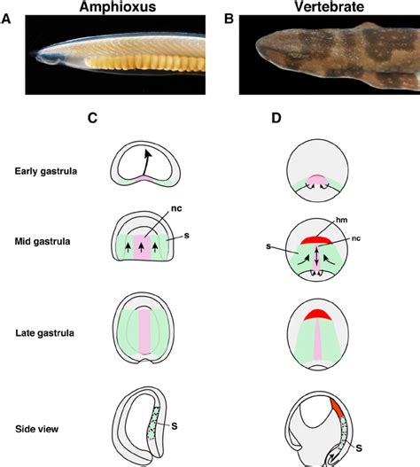 Comparison Of Amphioxus And Vertebrate Early Development A Adult