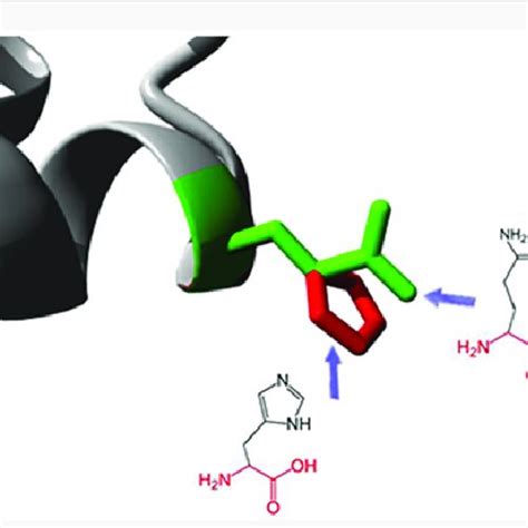 T C Mutation Rs368210726 Mutation Of A Leucine Into A Histidine At Download Scientific