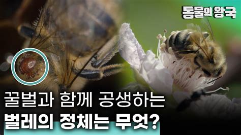 꿀벌에 붙어있는 작은 벌레의 정체 공생일까 기생일까 꿀벌과 야생 2 Youtube