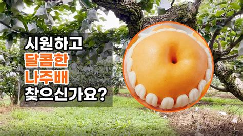 명절 나주배선물세트 5kg 75kg 나주 배즙 100ㅣ 문의 010 5640 6287 Youtube