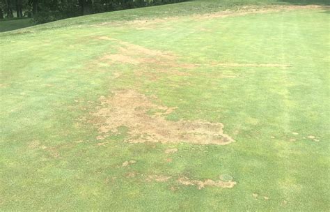 Pythium Blight At Rutgers Turf Diseases