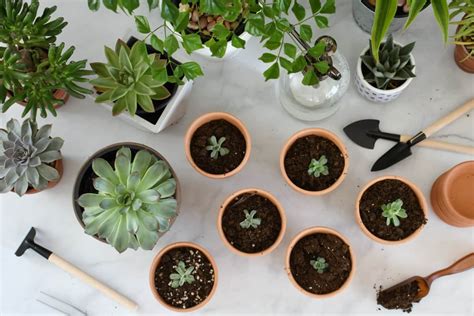 Most Common Succulent Propagation Mistakes Every Gardener Should Know