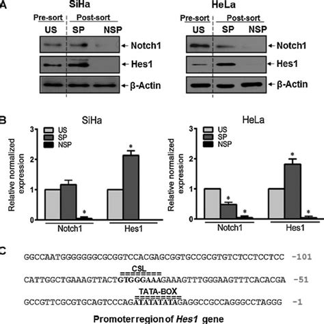 Active Notch Signaling In Cervicospheres A Representative Immunoblot