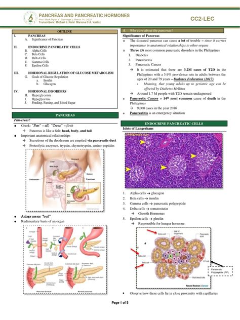M32 Pancreas And Islets Of Langerhans Cc2 Lec Pdf Pancreas Insulin