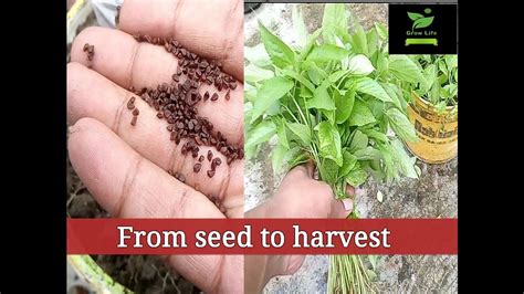 How To Grow Jute Seeds Grow Jute Leaves As Vegetable Youtube