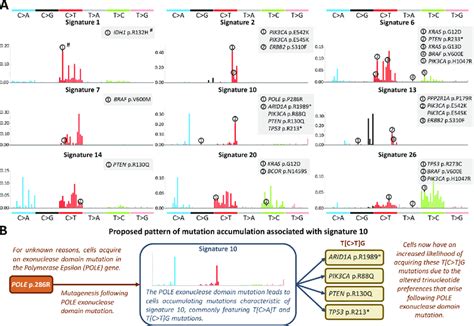 Trinucleotide Context Of Driver Mutations That Are Significantly