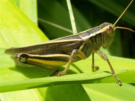 Grass Hopper Revolutiongarry