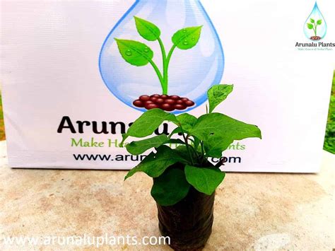 Rath Nitul Rath Nitol Plumbago Indica Indian Leadwort රත් නිතුල්