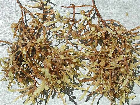 Sargassum Simple English Wikipedia The Free Encyclopedia