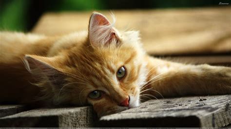 Hd Cat Wallpapers X Wallpapersafari