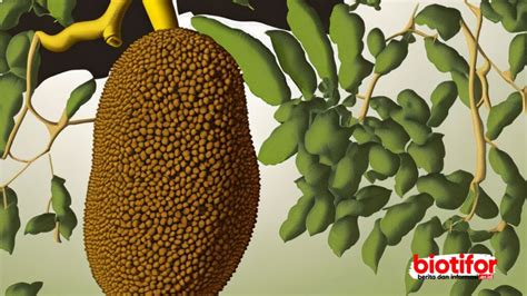 Manfaat Buah Nangka Menyegarkan Bergizi Dan Berkhasiat