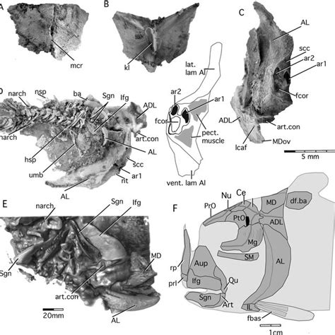 Dermal Bones Of The Head Shield In Materpiscis Attenboroughi Left