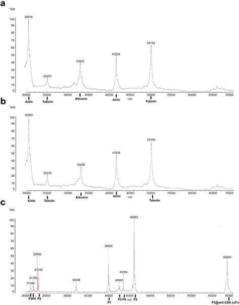 Maldi Tof Ms Analysis Of The Supernatant From The Spiked Sample