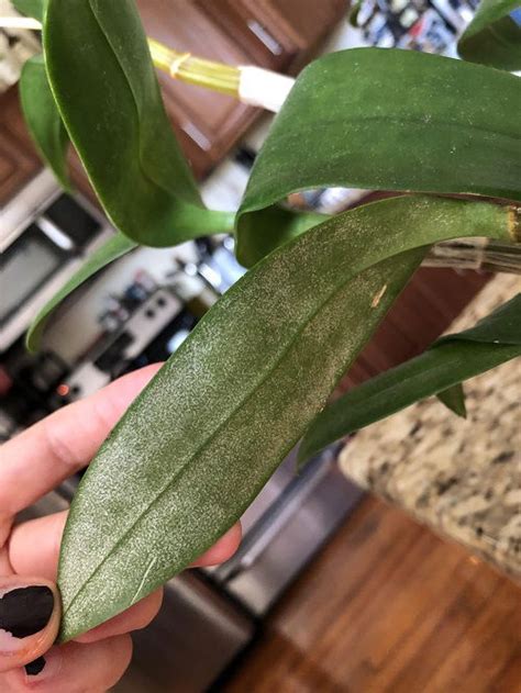 8 Most Common Orchid Pests And How To Get Rid Of Them