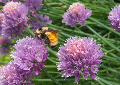 The Bees Vermont Photographer Tom Pollak Tealcity Photography For