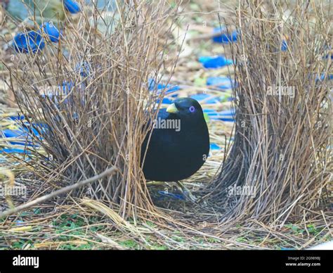 Birdsatin Bowerbird With His Bower 2 Parallel Walls Of Sticks