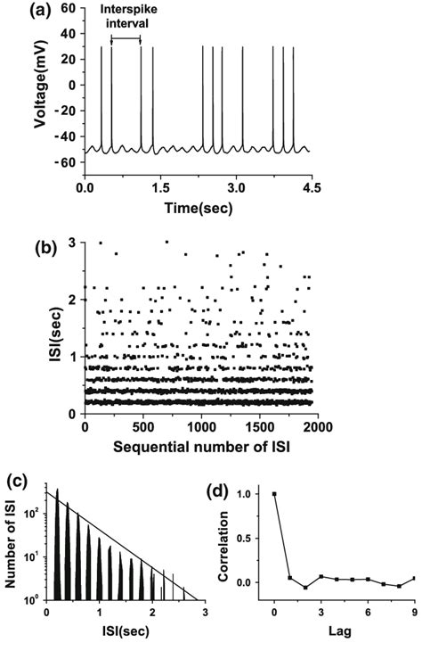 Firing Pattern Generated In Ca1 Neuron Of Hippocampal Slice A Spike