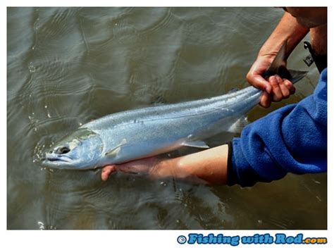 Can Released Fraser River Sockeye Salmon Survive Their Journey