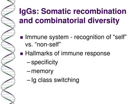 ppt iggs somatic recombination and combinatorial diversity